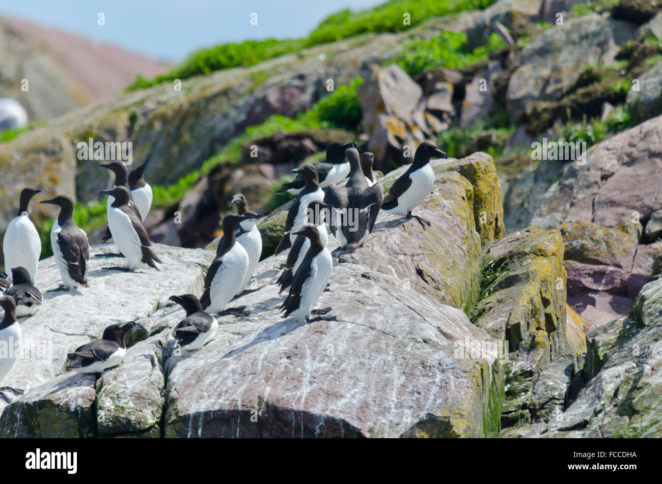 Edge of breeding colony hi-res stock photography and images - Alamy