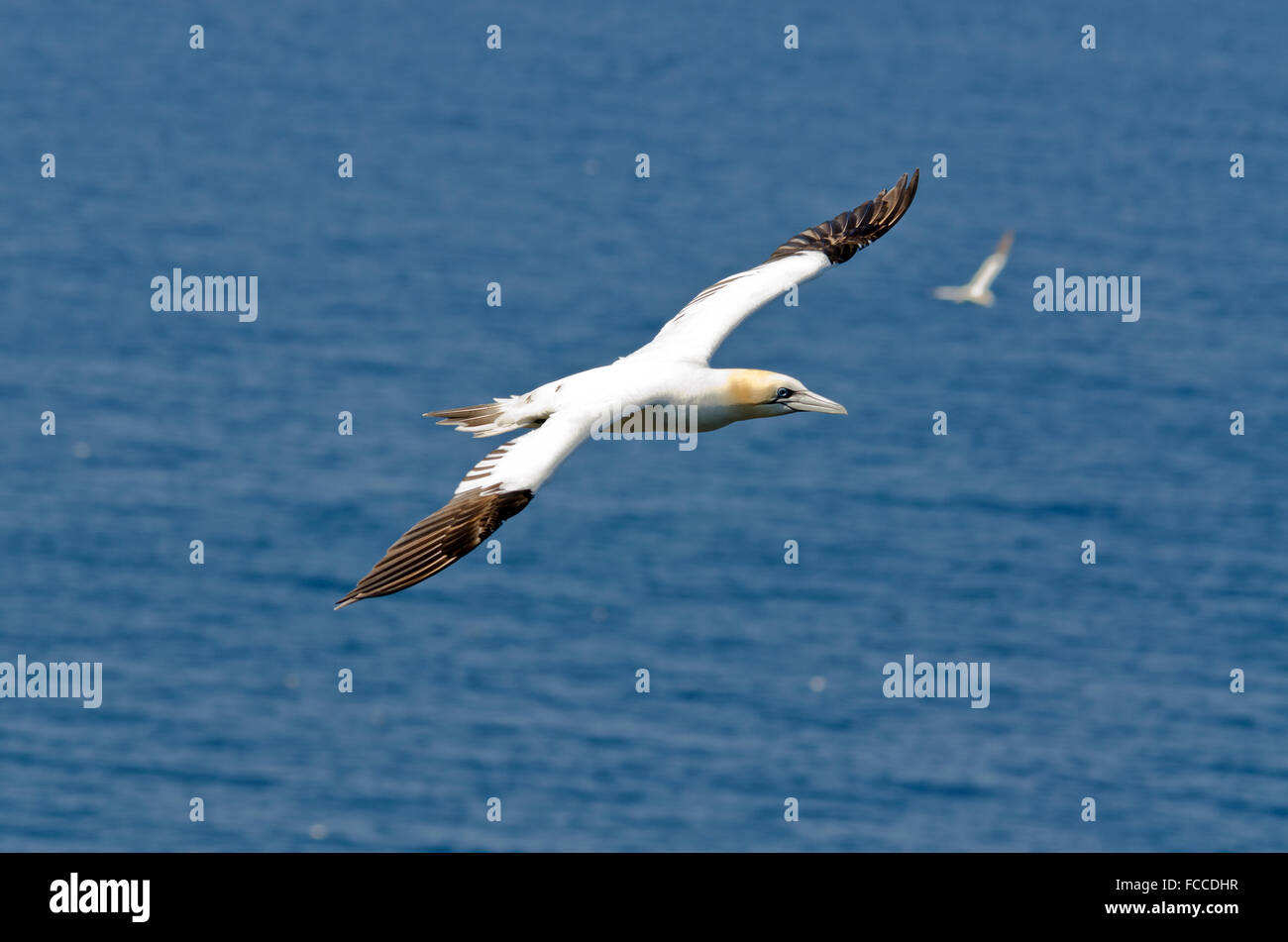 Northern gannet in flight above the ocean Stock Photo - Alamy