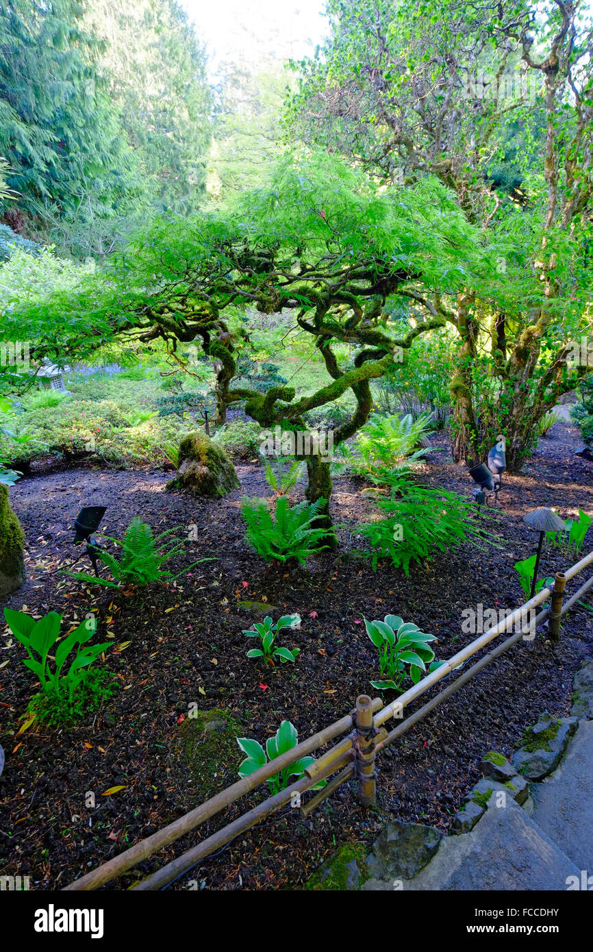 Butchart gardens spring tulip display hi-res stock photography and ...