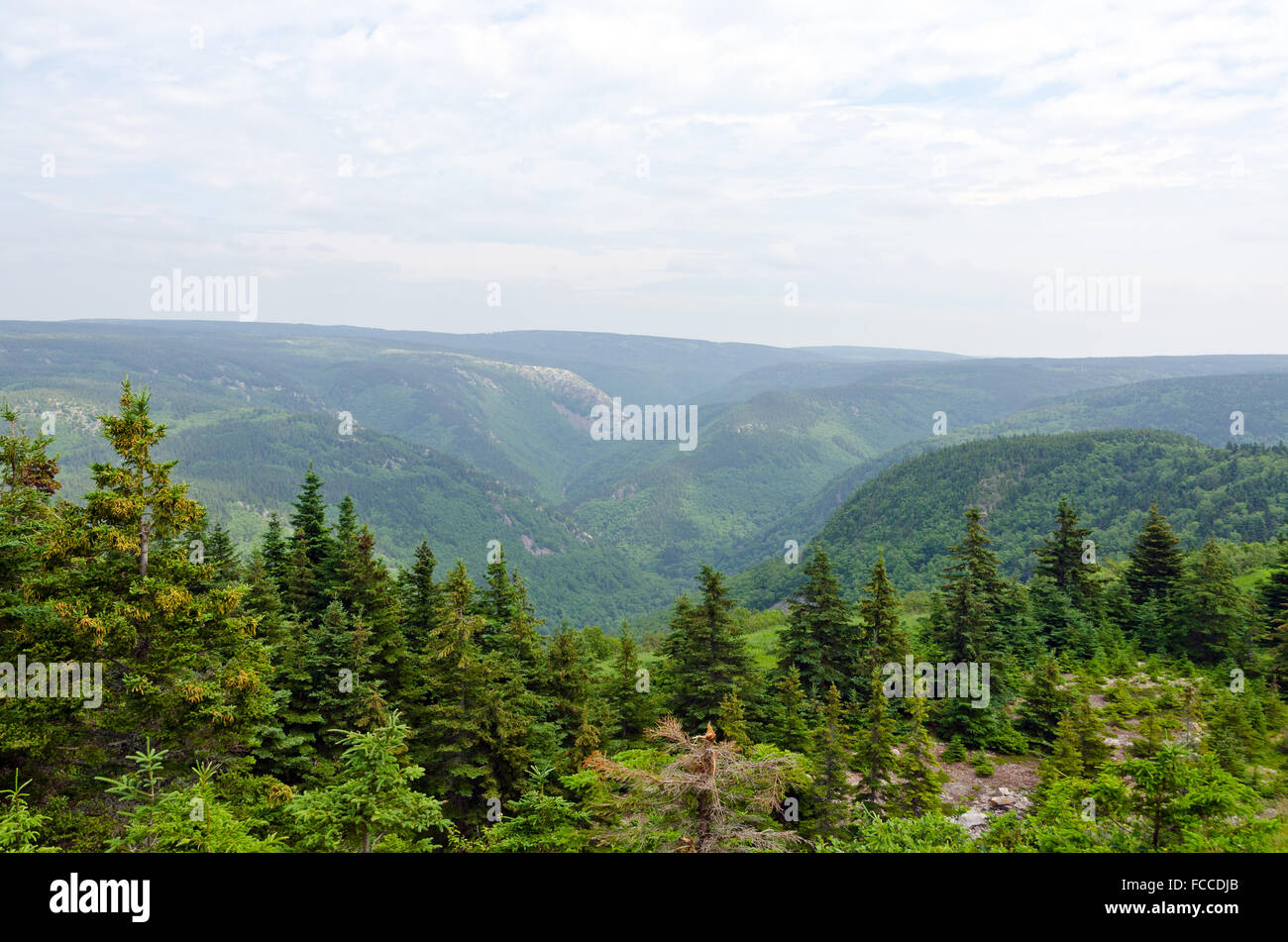 Spruce forest in the Cape Breton Highlands National Park Stock Photo ...
