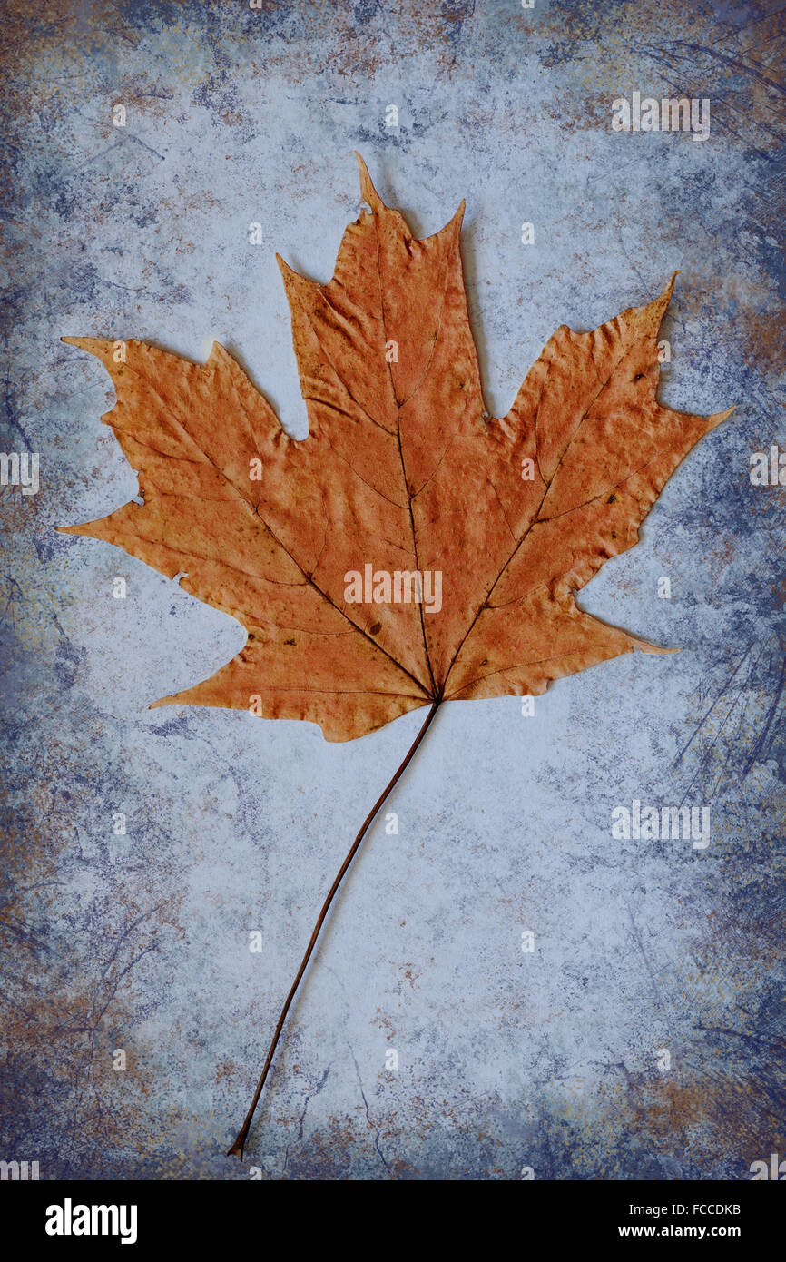Dried Autumn maple leaf Stock Photo - Alamy