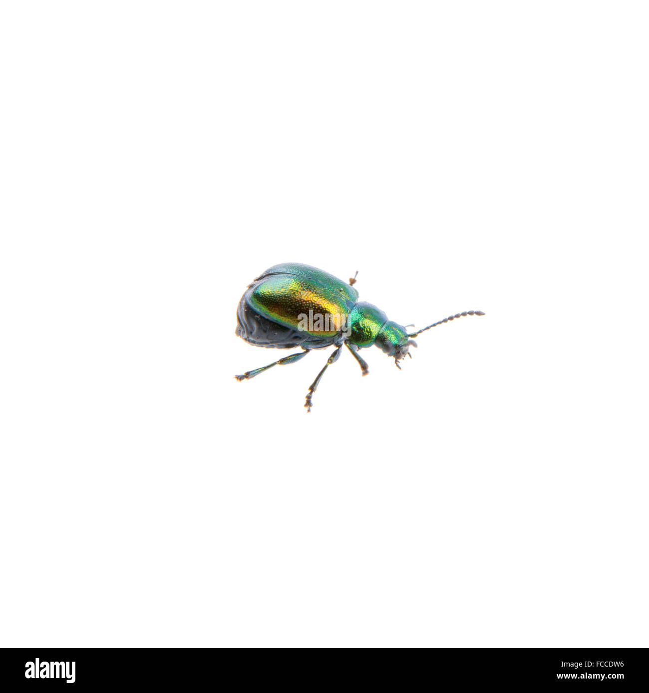 Metal green bug isolated on a white background Stock Photo - Alamy