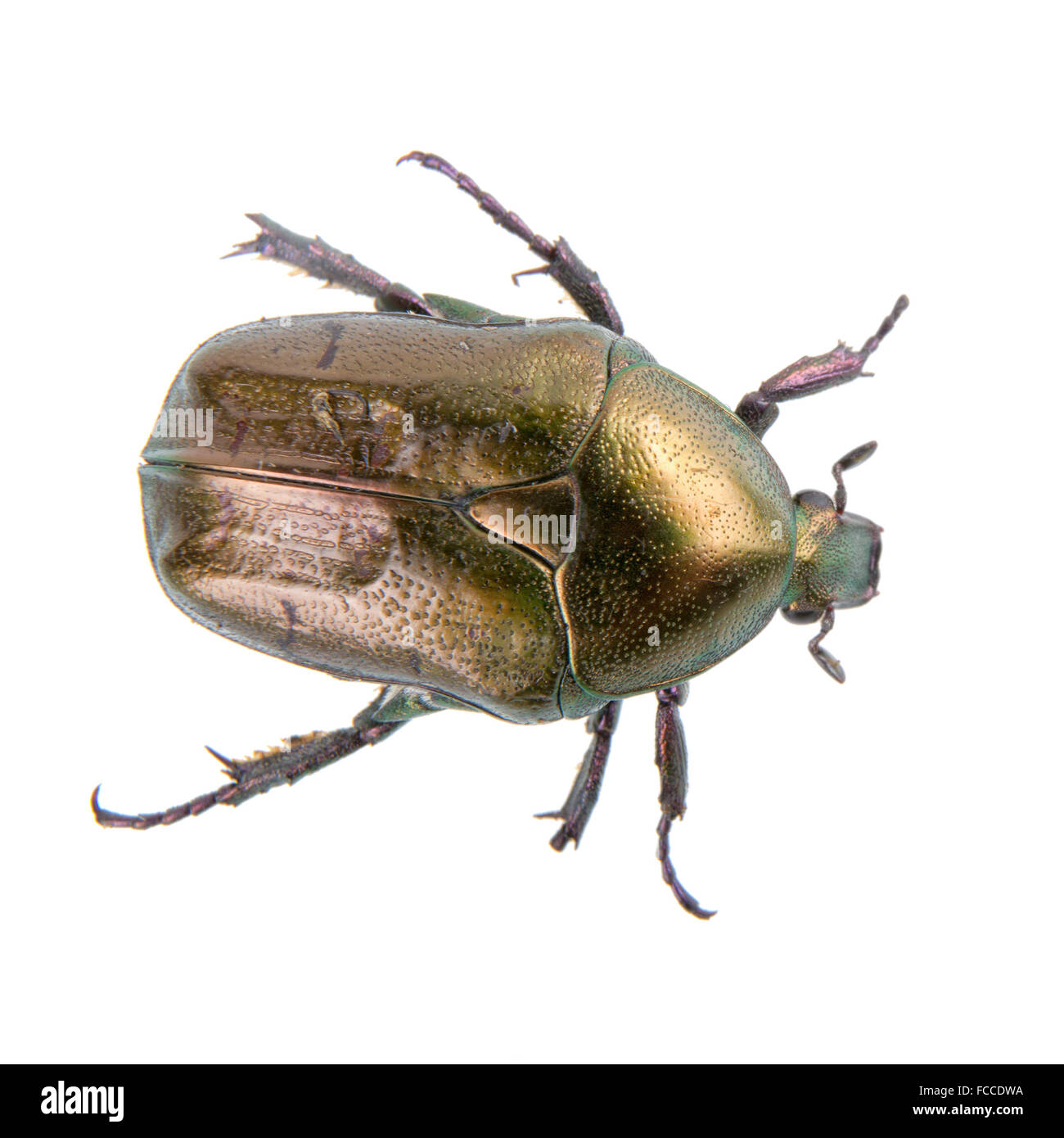 Big bronze bug isolated on a white background Stock Photo - Alamy