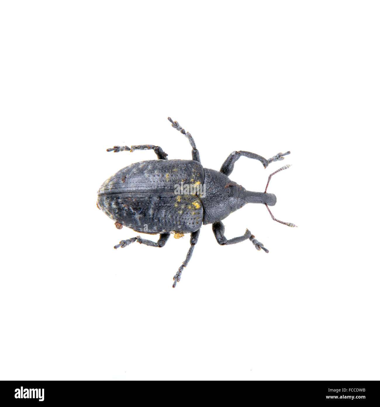 Black bug with yellow dots isolated on a white background Stock Photo ...