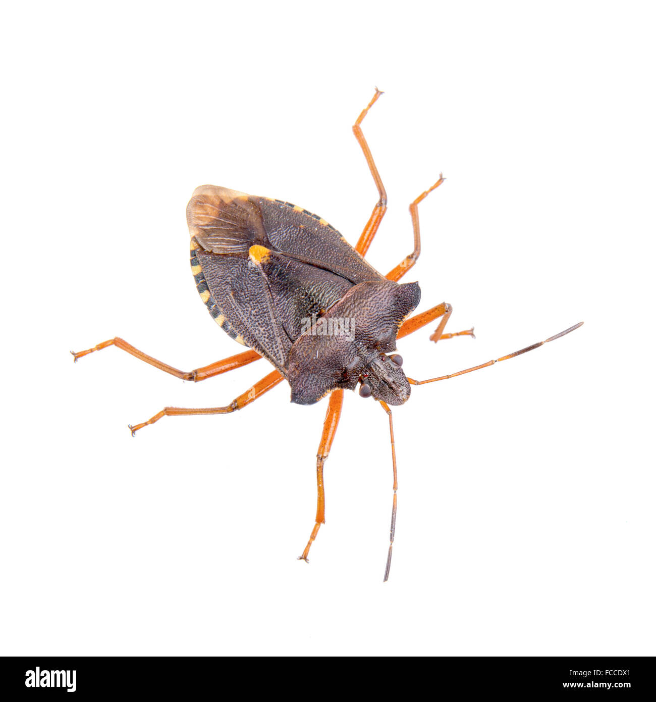 Brown shield bug isolated on a white background Stock Photo - Alamy