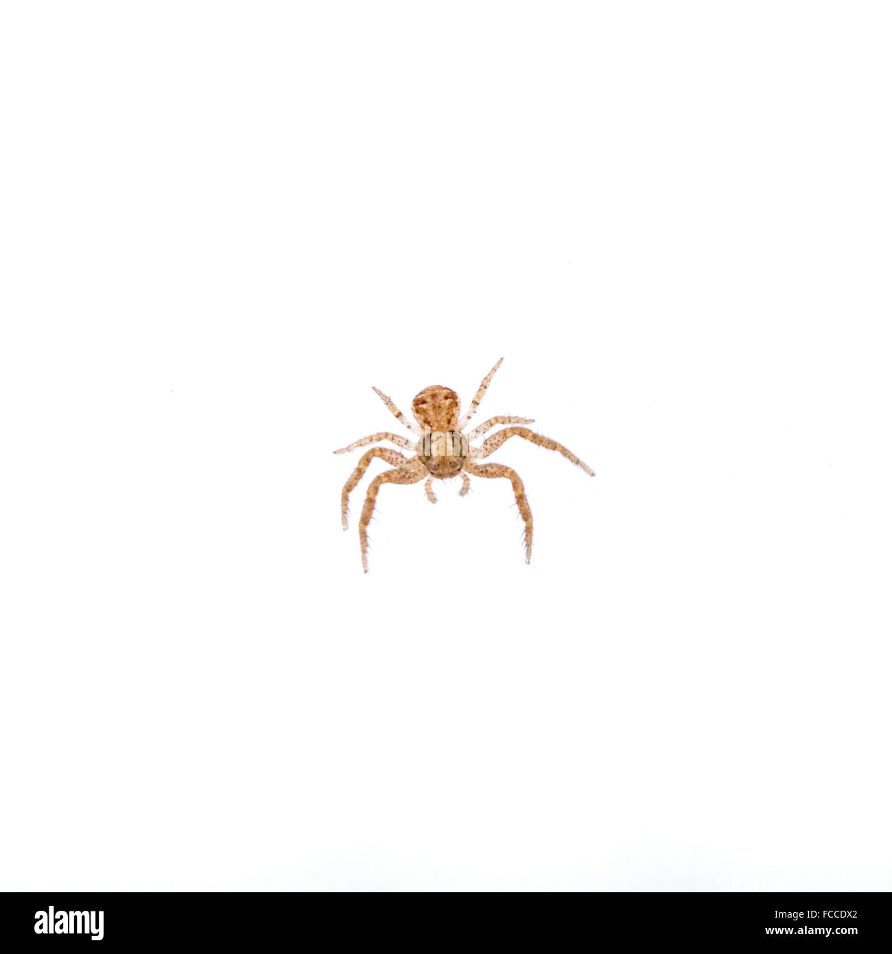 Small spider isolated on a white background Stock Photo - Alamy