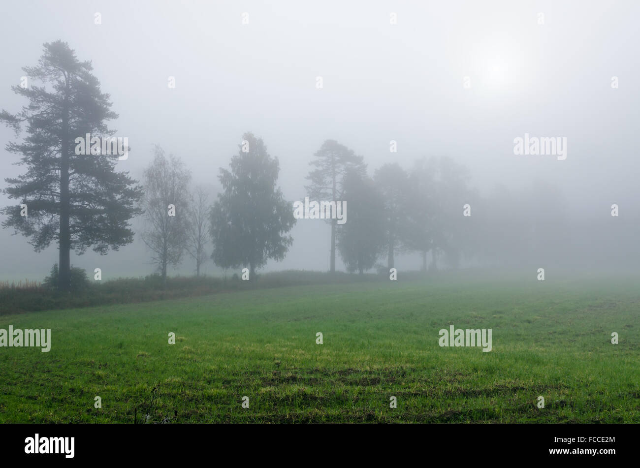Strong fog in forest at fall time. Norway Stock Photo - Alamy