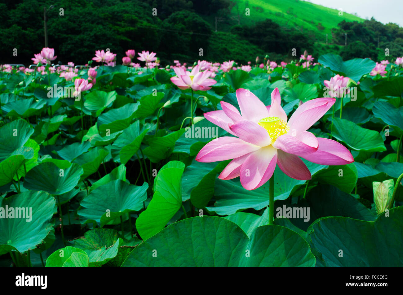 a lotus flower in full bloom Stock Photo - Alamy