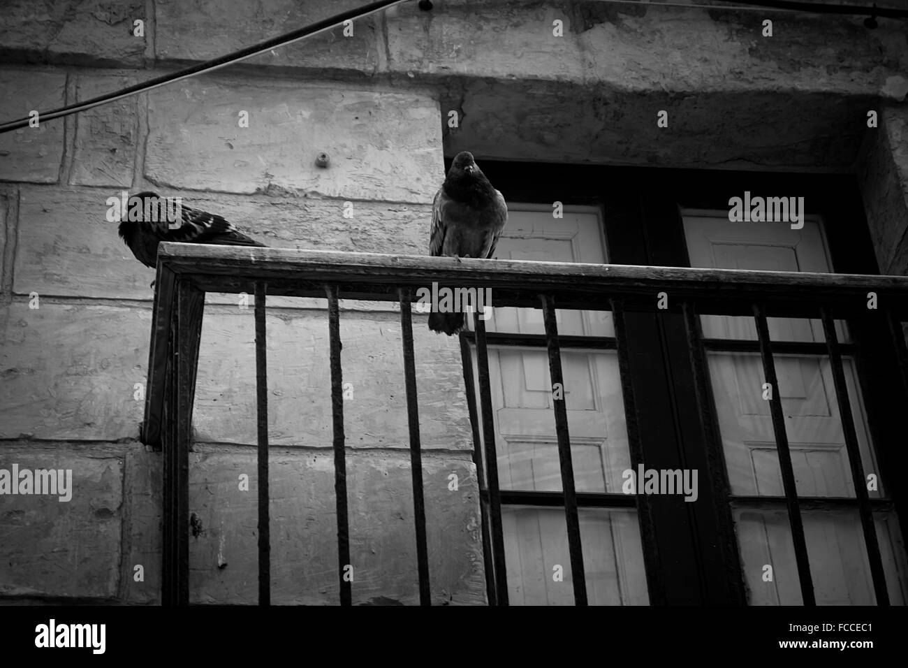 Stone wall bird hi-res stock photography and images - Alamy