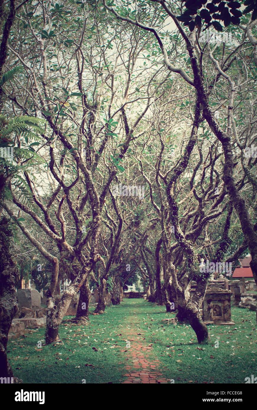 Trees In A Park Stock Photo - Alamy