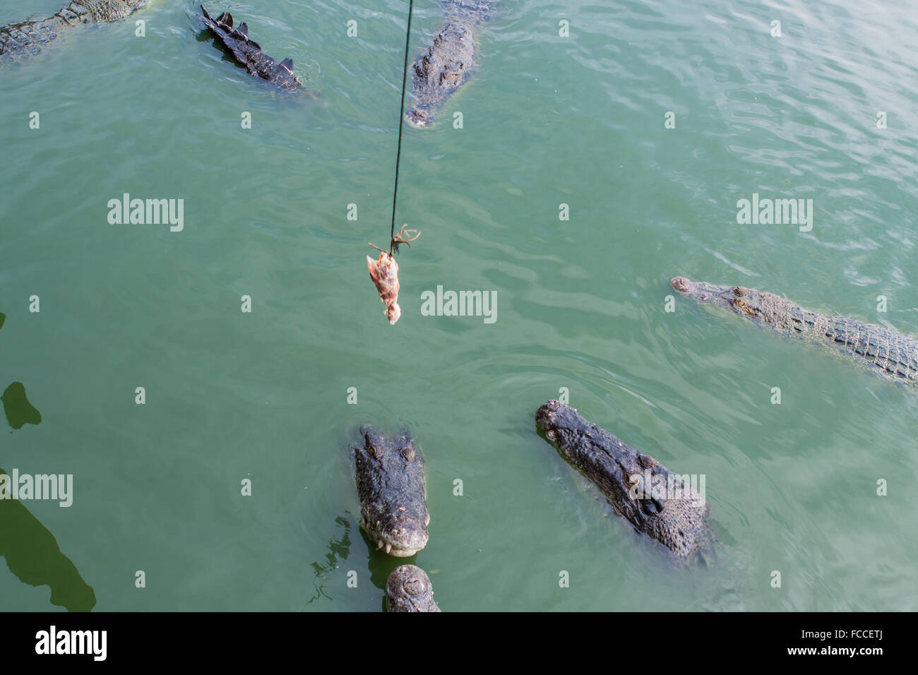 Crocodile feeding with chicken Stock Photo - Alamy