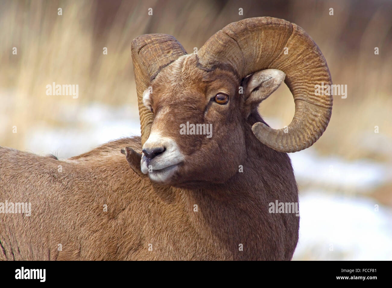 Ram ovis canadensis hi-res stock photography and images - Alamy