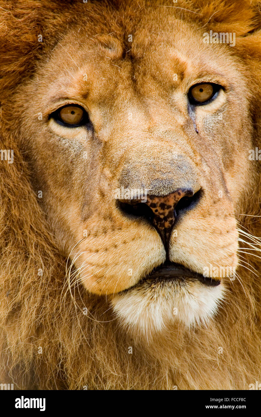Lion with mane hi-res stock photography and images - Alamy
