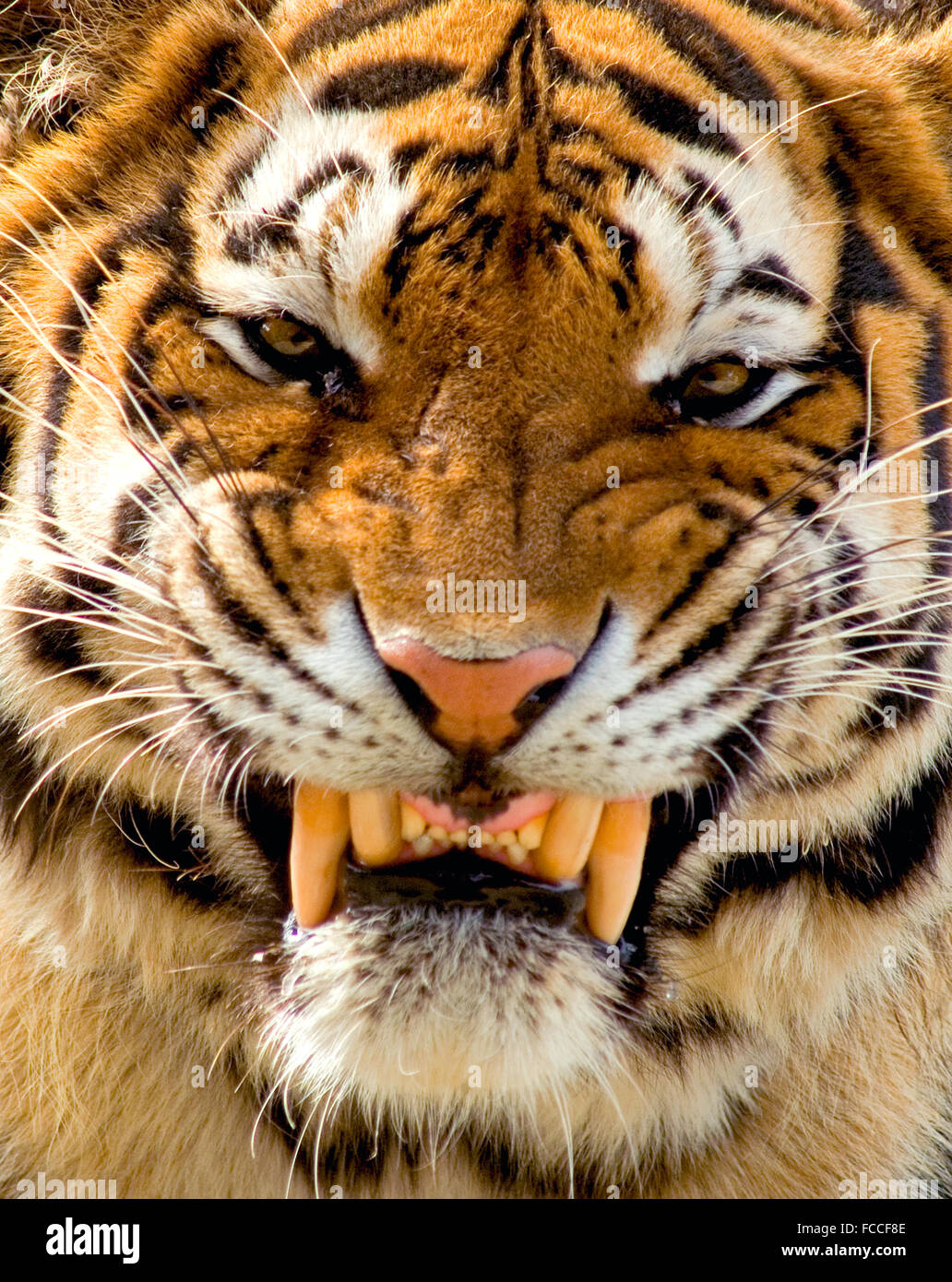 Tiger Smile