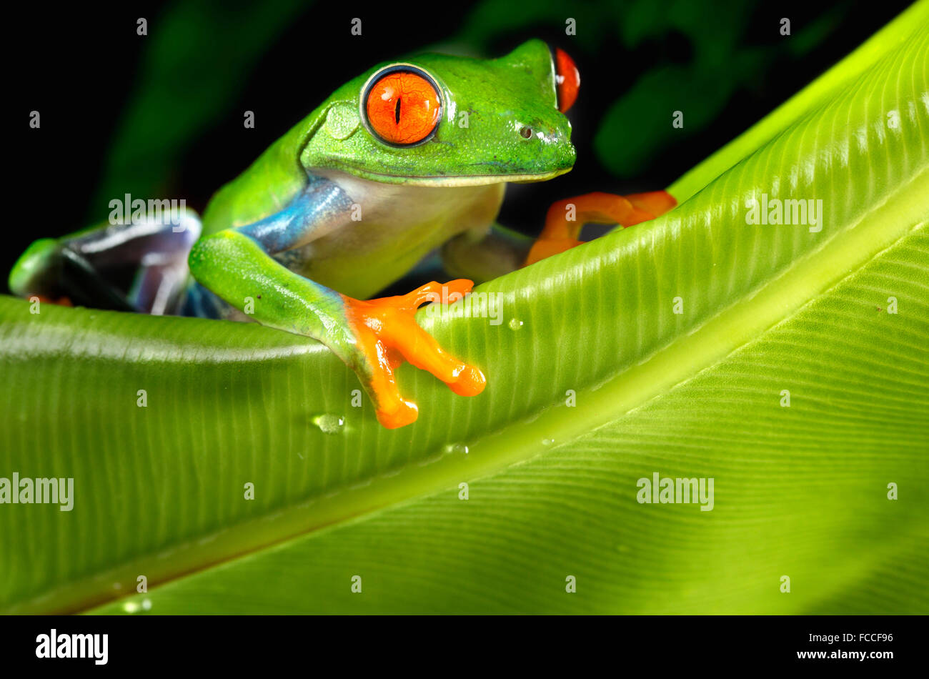 Red Eyed Tree Frog Climbing Leaf Stock Photo - Alamy