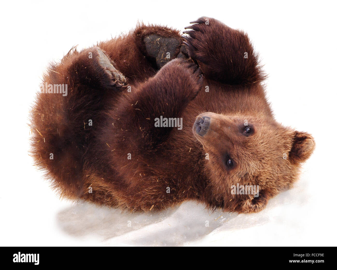 Bear Cub Playing in snow Stock Photo - Alamy