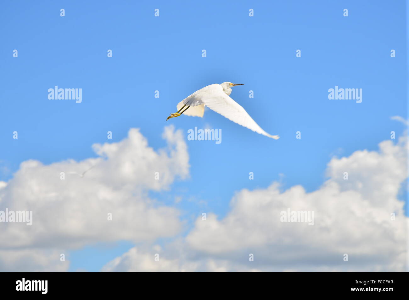 White Bird Flying In The Sky