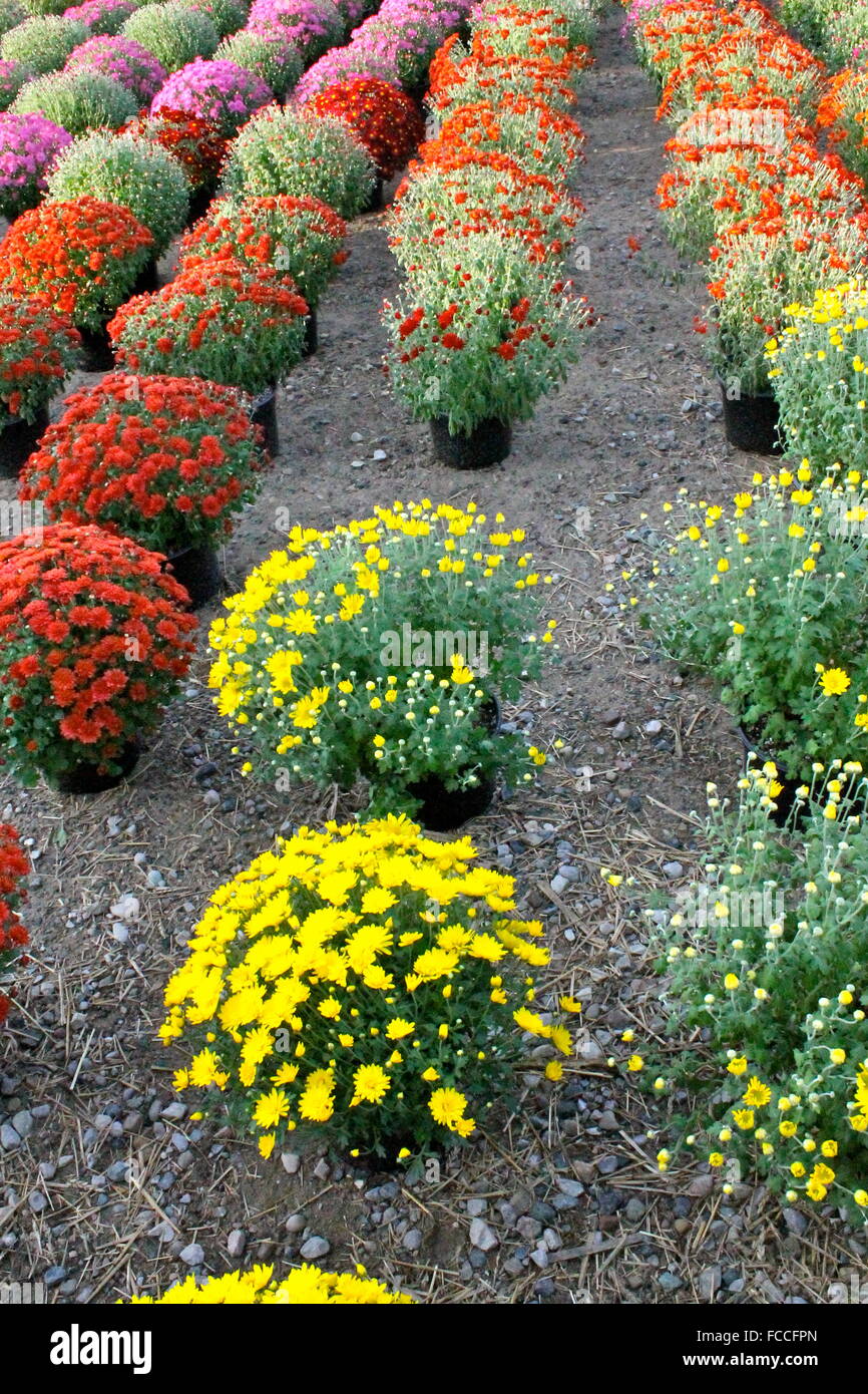 Row rows of flowers hi-res stock photography and images - Alamy