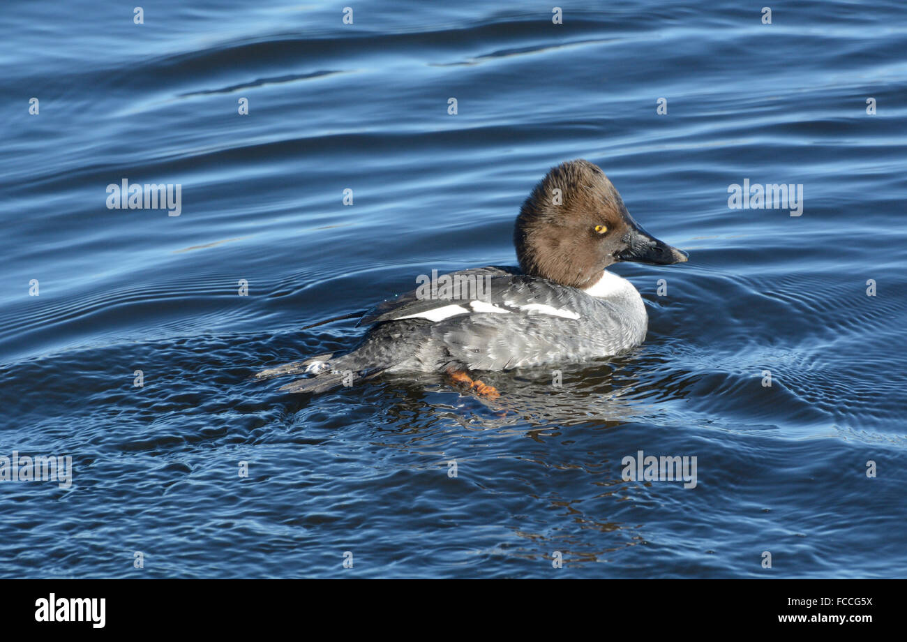 Female common goldeneye duck swimming in lake Stock Photo - Alamy