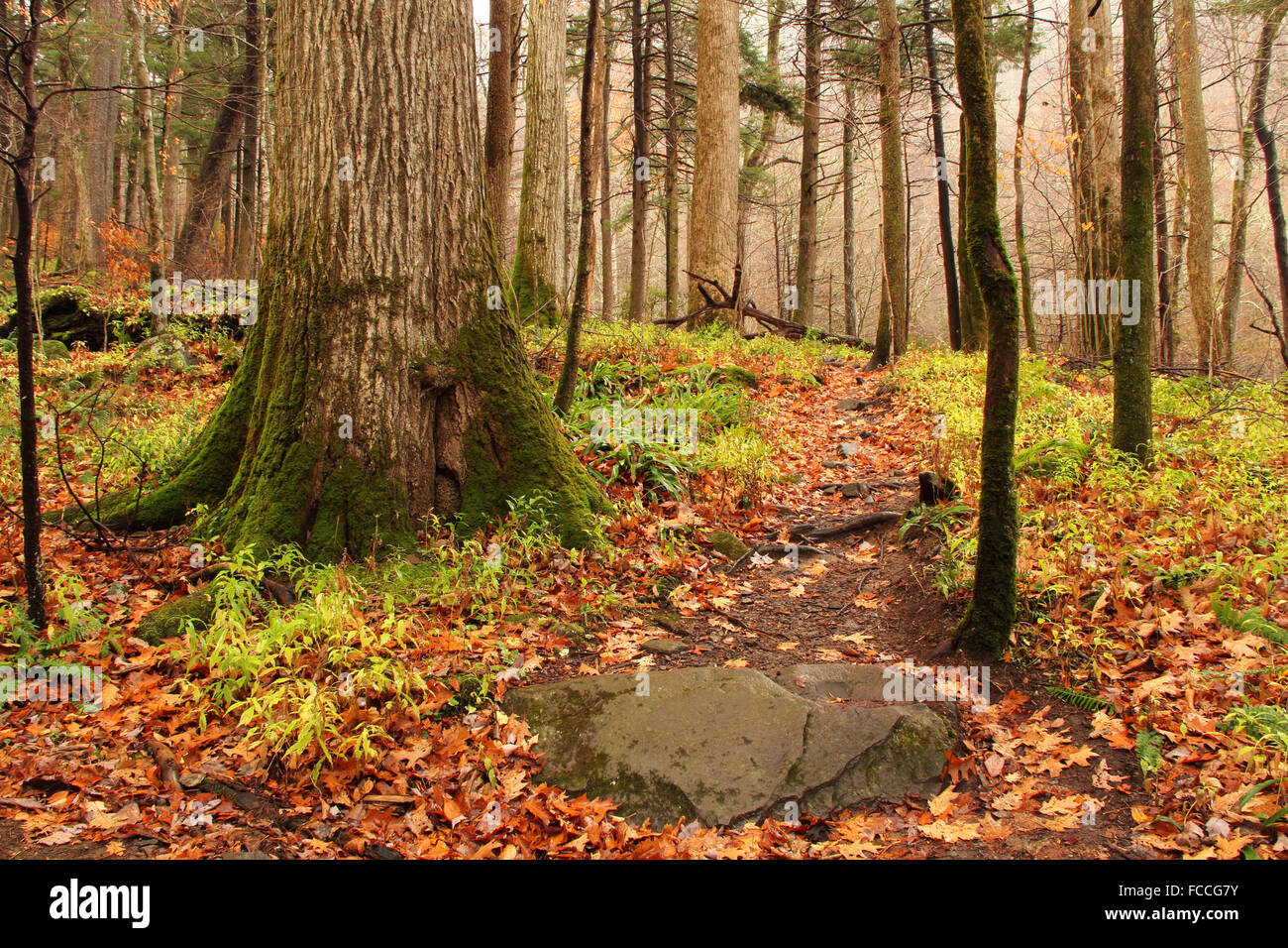 Rainbow Falls Trail Stock Photo - Alamy