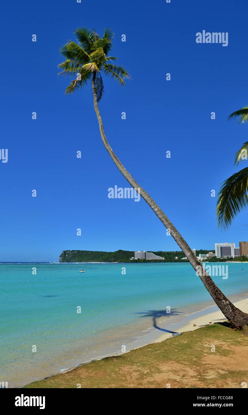 Guam beach palm tree hi-res stock photography and images - Alamy