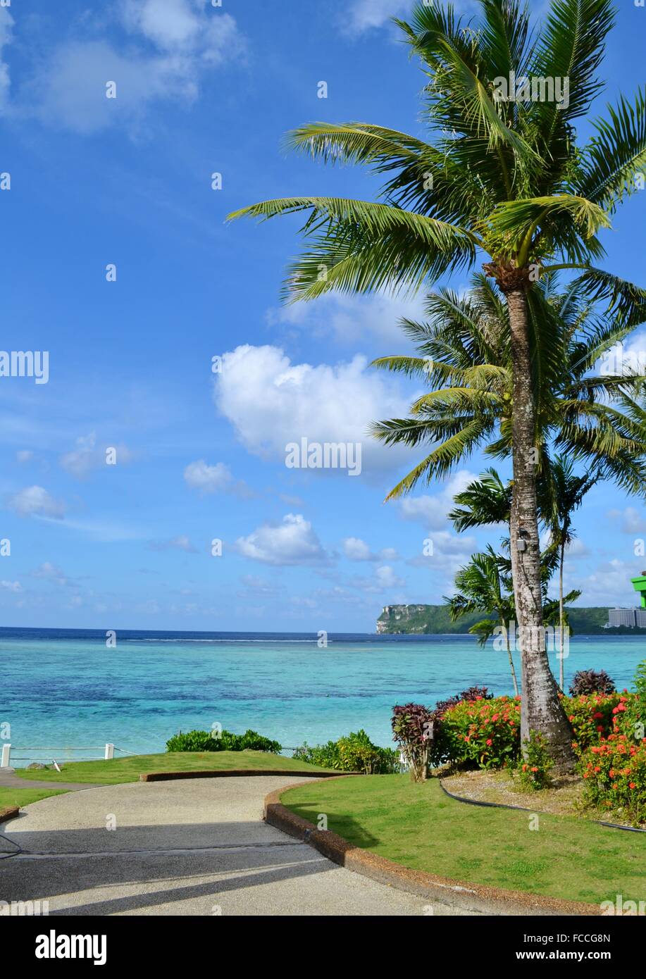 Guam beach palm tree hi-res stock photography and images - Alamy