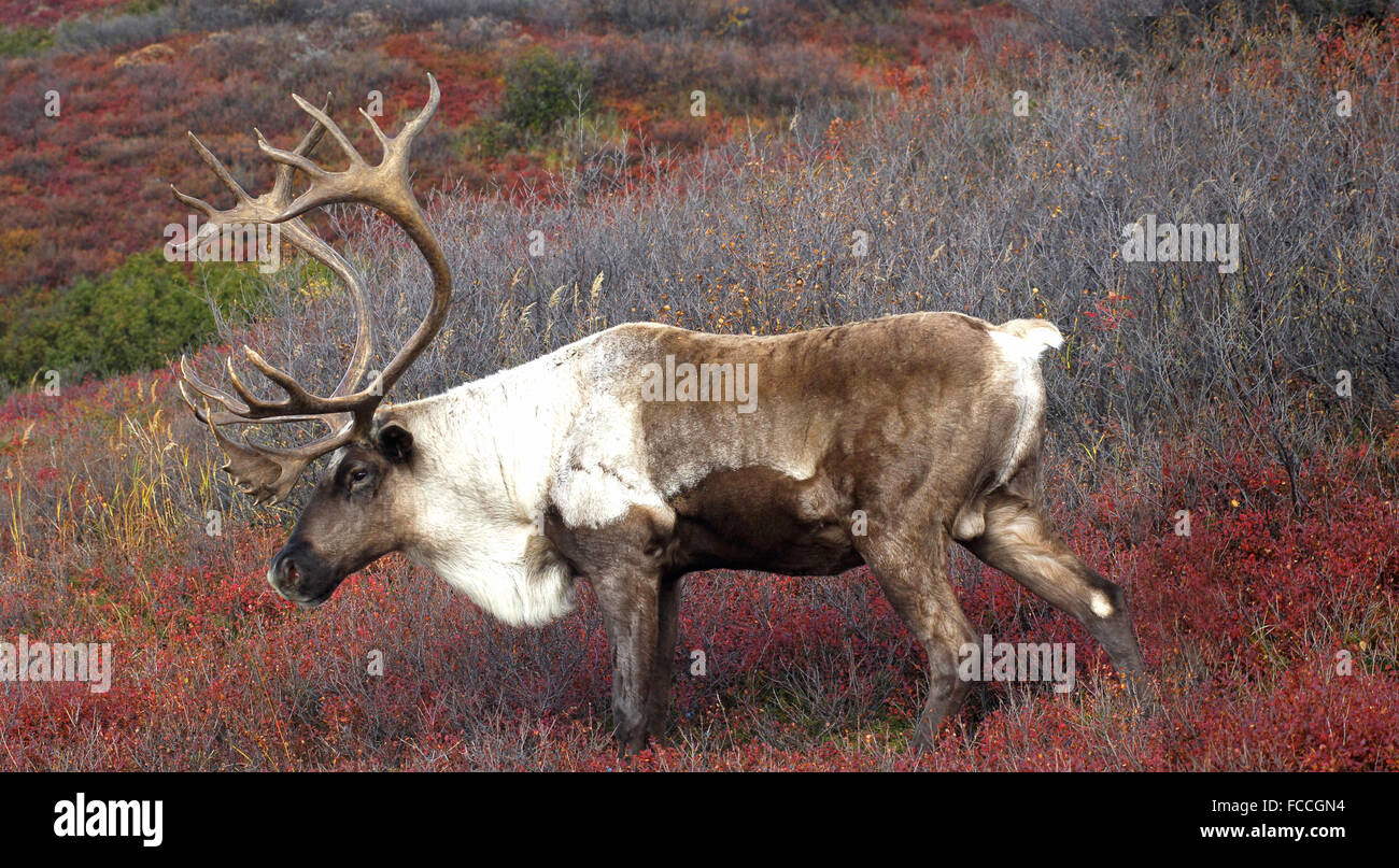 Large caribou hi-res stock photography and images - Alamy