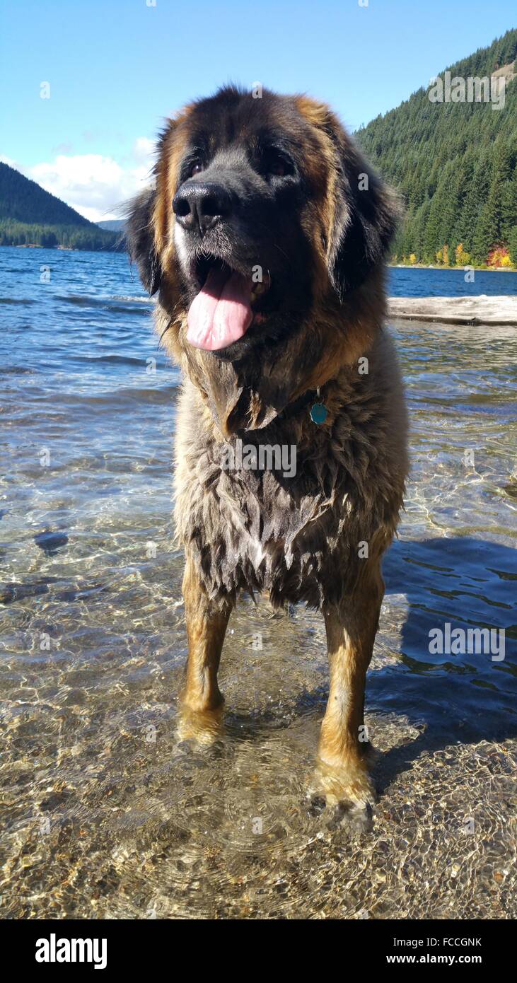 Leonberger dog hi-res stock photography and images - Alamy