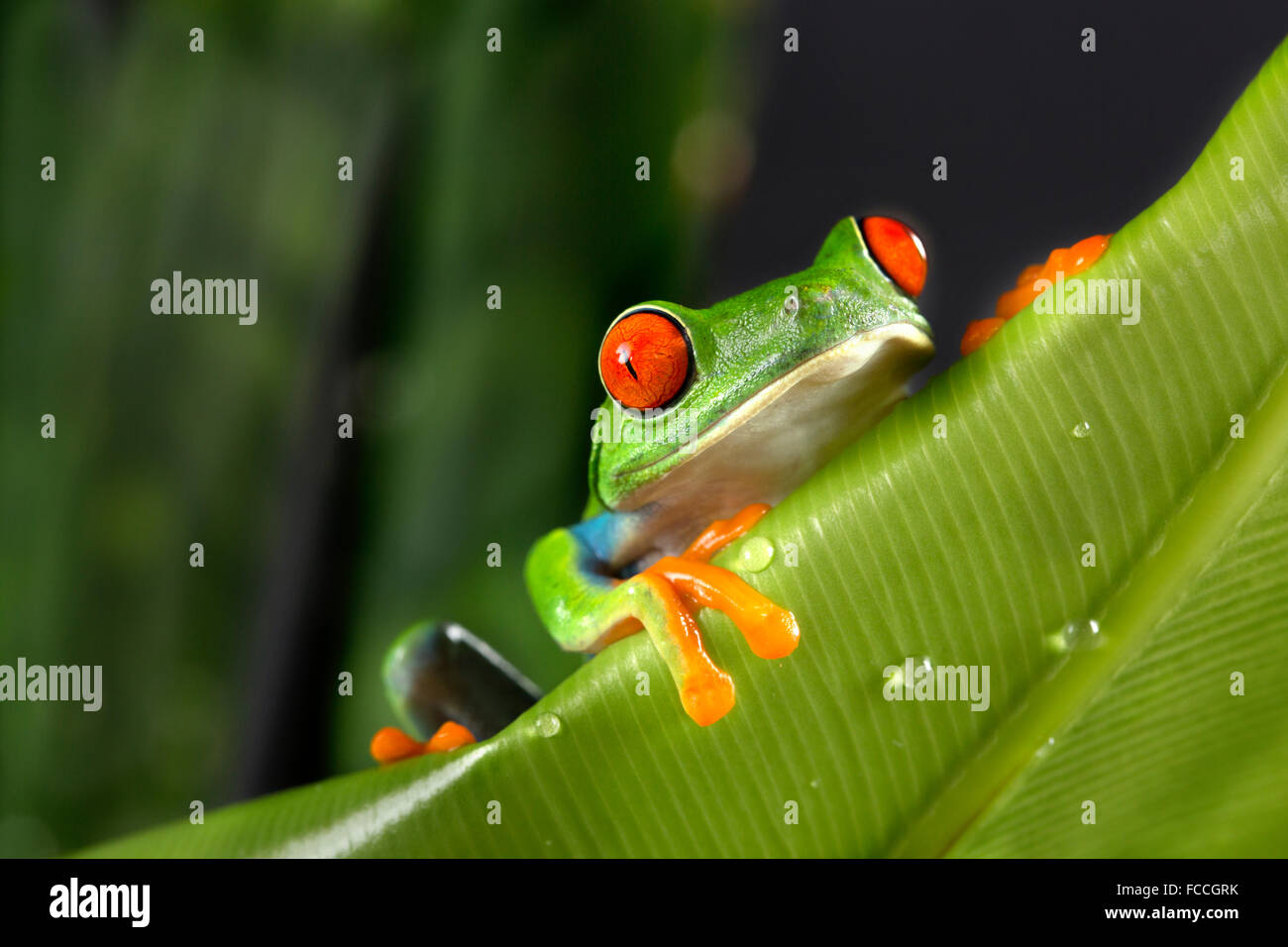 Tree Frog Peeking Over Giant Leaf Stock Photo - Alamy