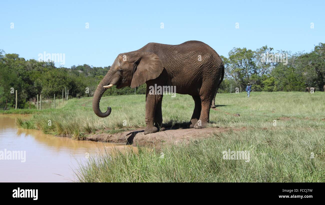 Elephant side on hi-res stock photography and images - Alamy