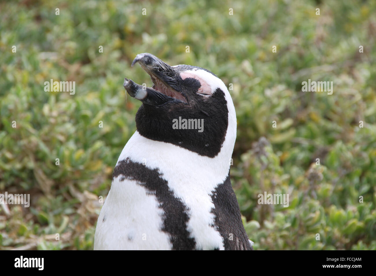 Penguin open beak close up hi-res stock photography and images - Alamy