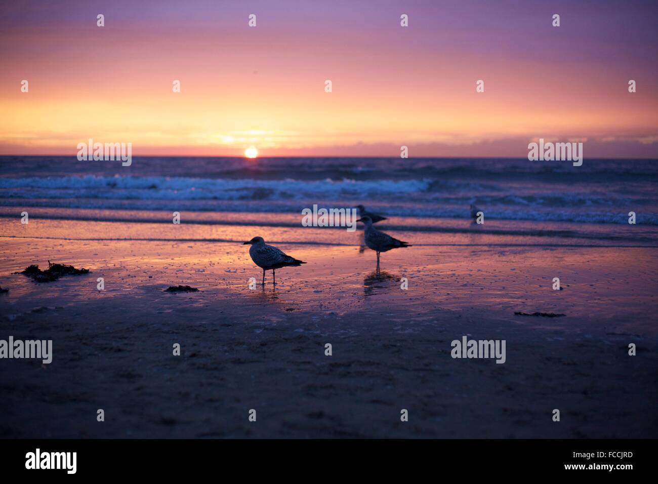 Birds on the beach in sunset hi-res stock photography and images - Alamy