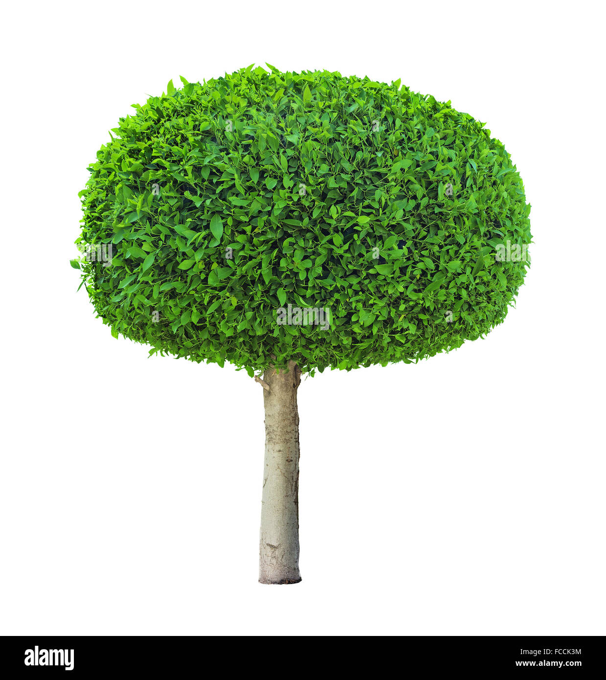 Ficus tree hi-res stock photography and images - Alamy