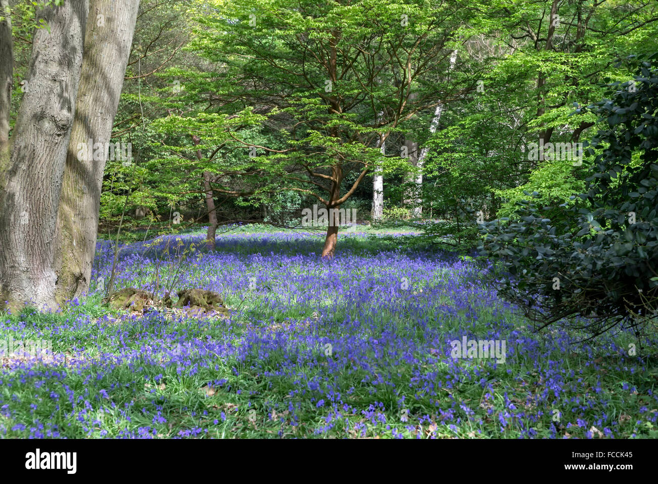 Bluebells in Full Bloom Stock Photo - Alamy