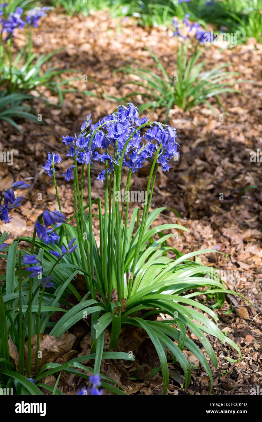 Bluebells in Full Bloom Stock Photo - Alamy