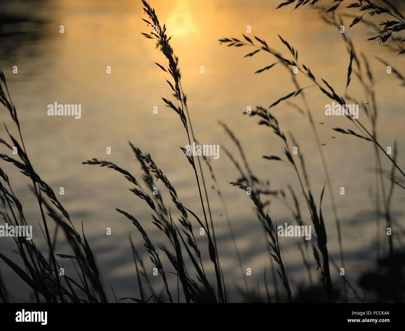 Reed by sunset hi-res stock photography and images - Alamy