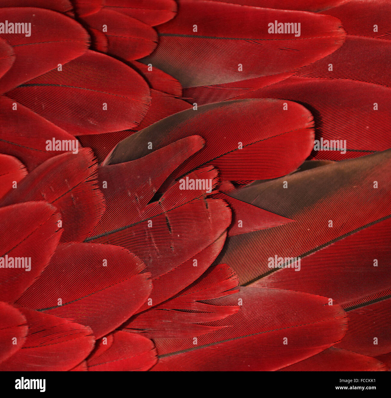 Red bird feathers from a macaw parrot Stock Photo - Alamy