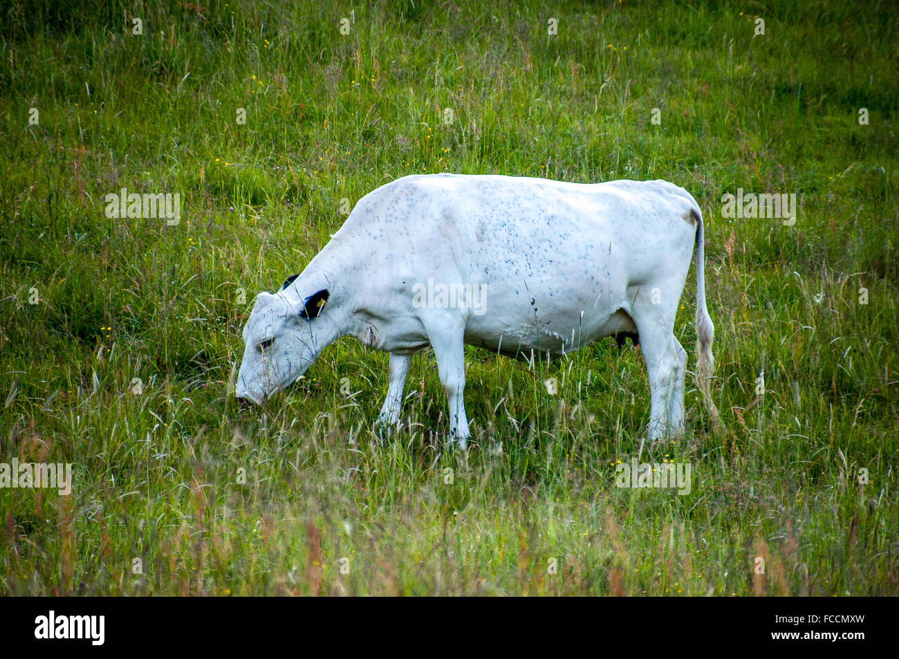 One Cow Side View On Field High Resolution Stock Photography and Images ...