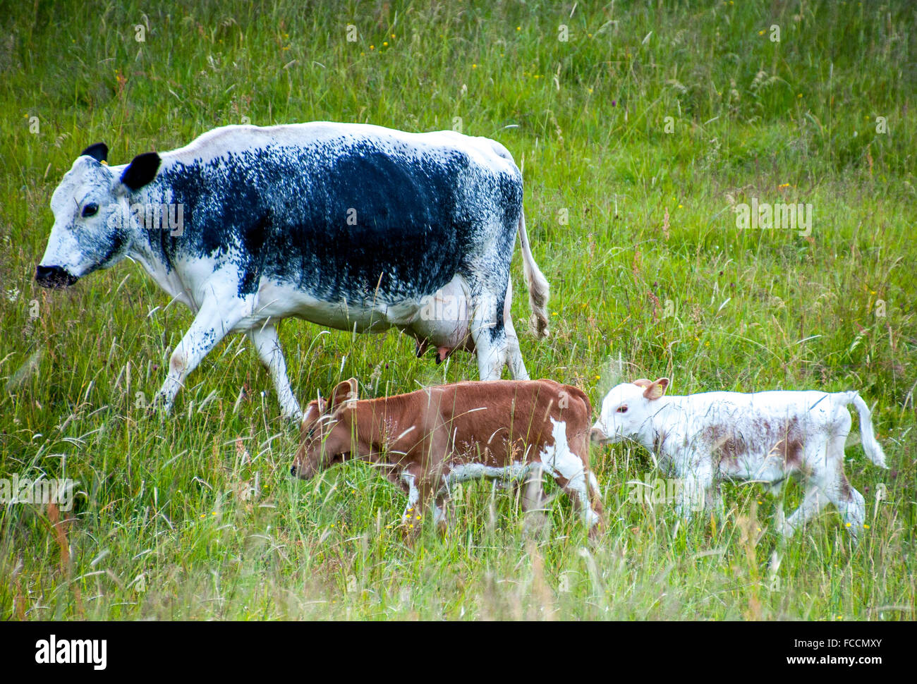 Side View Of Cow Walking With Calves On Field Stock Photo - Alamy