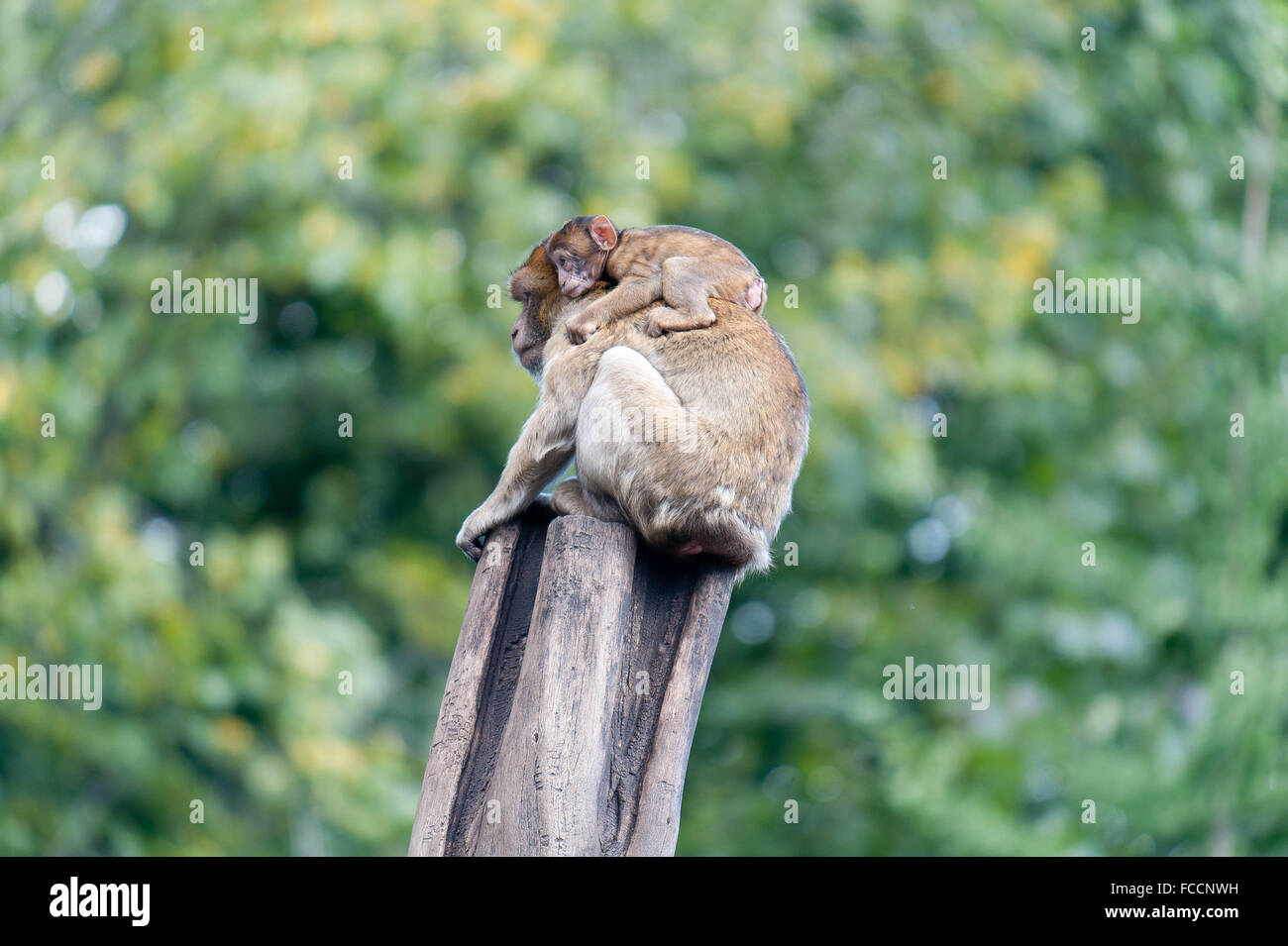 Monkey On Pole High Resolution Stock Photography and Images - Alamy