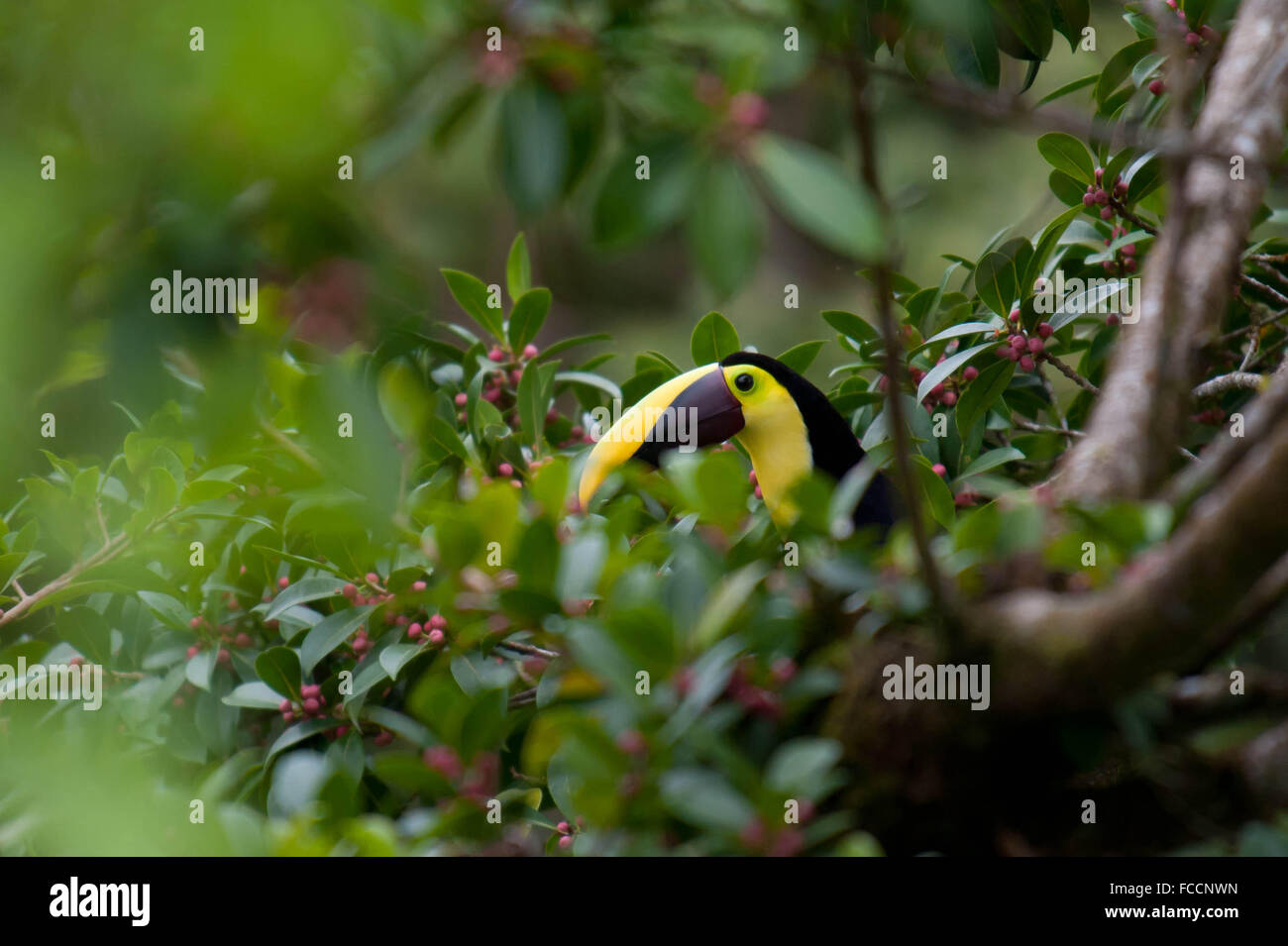 Tucan Sitting On Tree Branch Stock Photo - Alamy