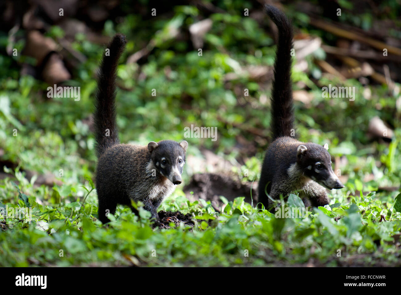 Coatis walking hi-res stock photography and images - Alamy