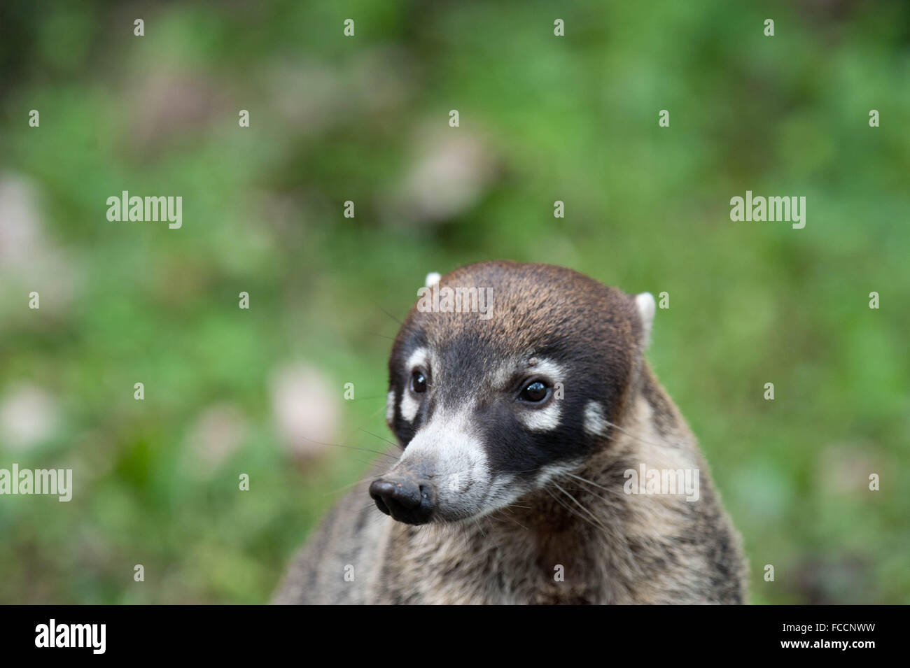 Coati Up Close High Resolution Stock Photography and Images - Alamy