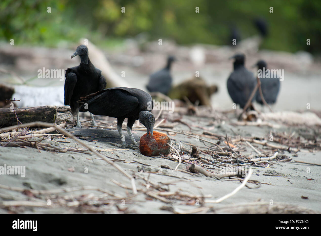 Animal eating bird hi-res stock photography and images - Alamy