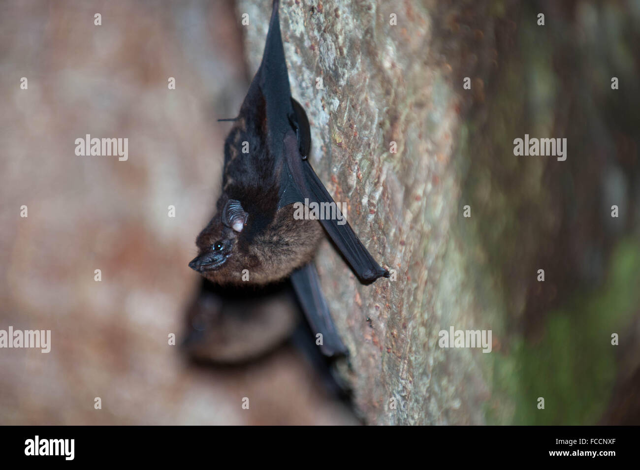 Bat Sitting On Tree Stock Photo - Alamy