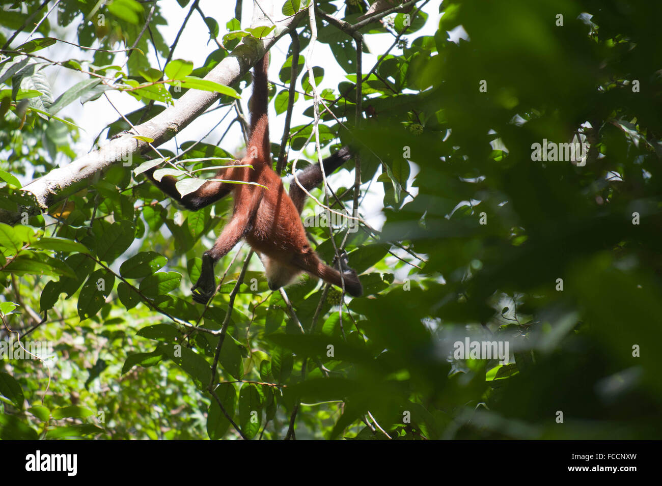Monkey Hanging High Resolution Stock Photography and Images - Alamy