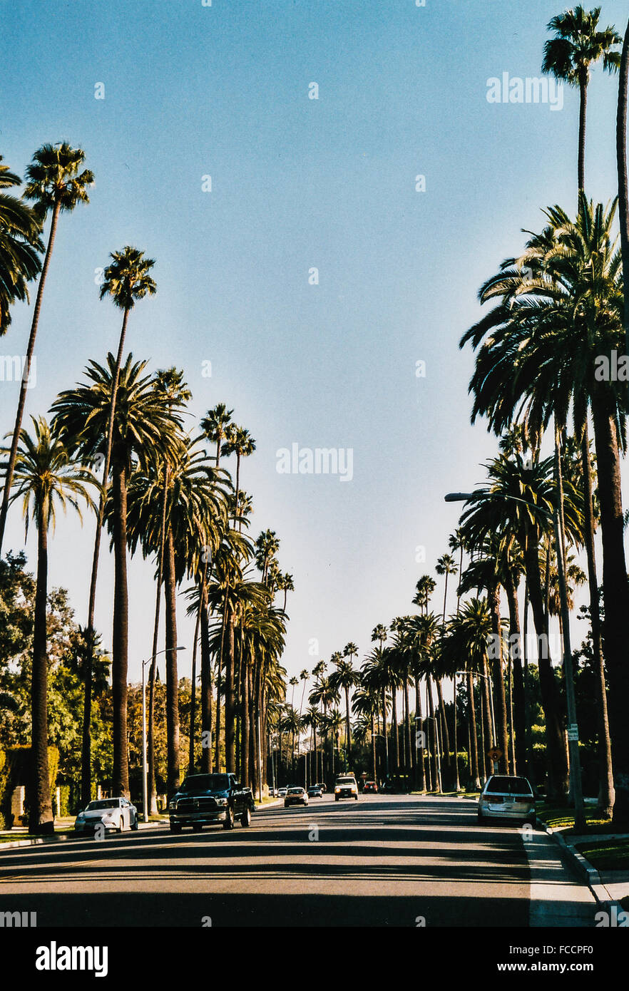 Road With Palm Trees Stock Photo - Alamy