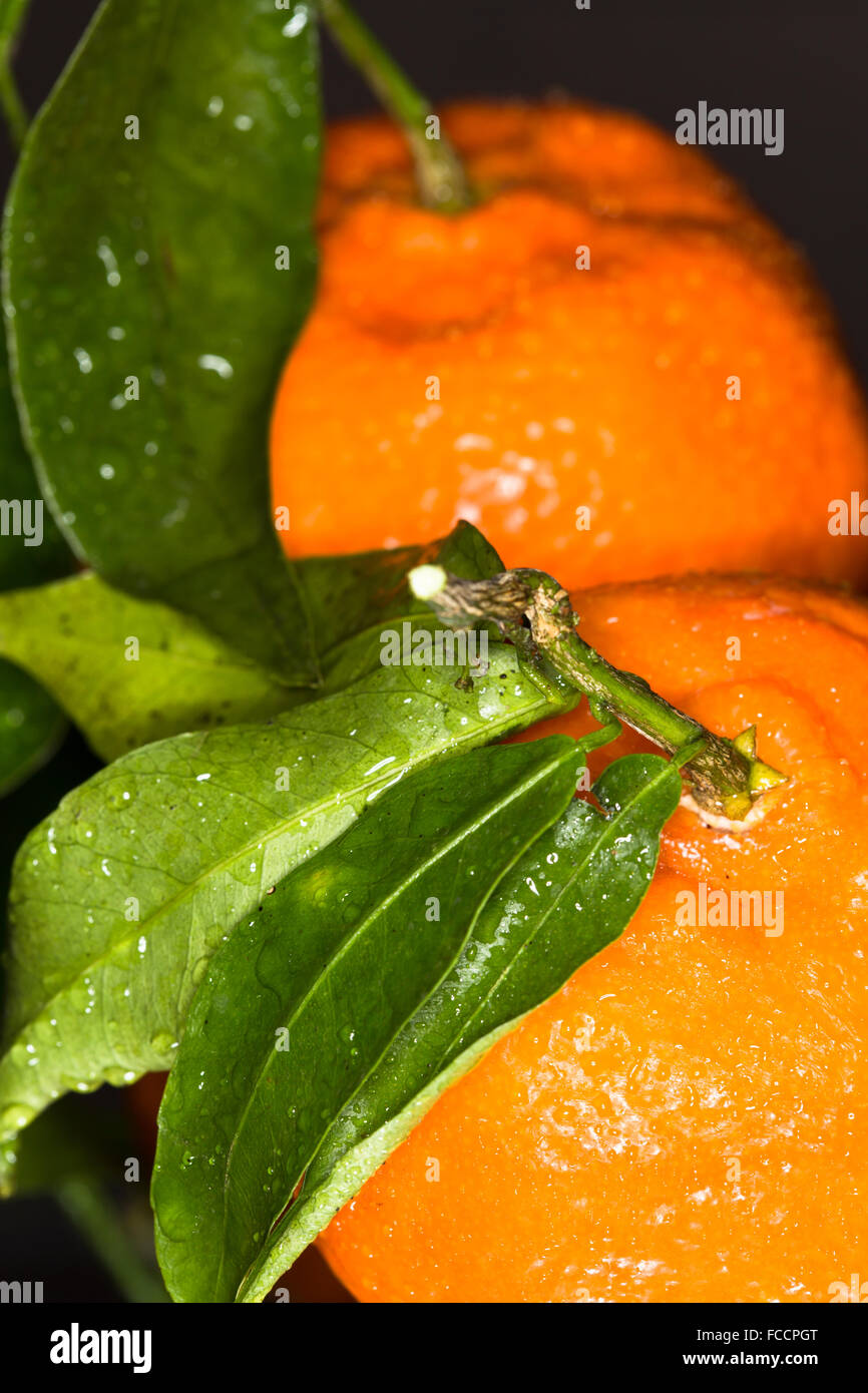 A close up image of a Tangerine stem and leaves Stock Photo - Alamy