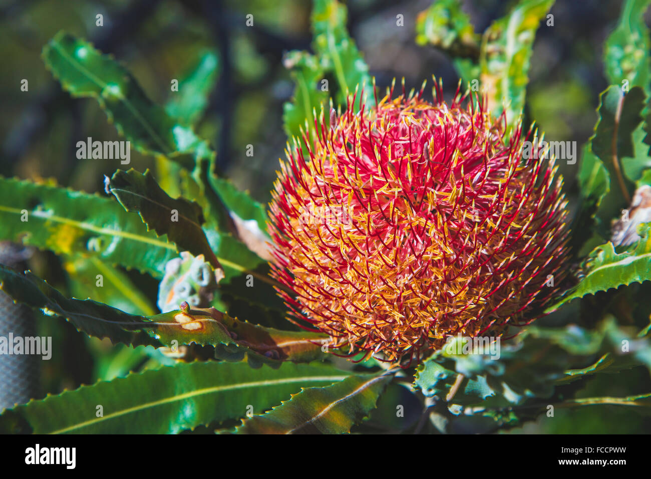 Close up shot of protea hi-res stock photography and images - Alamy