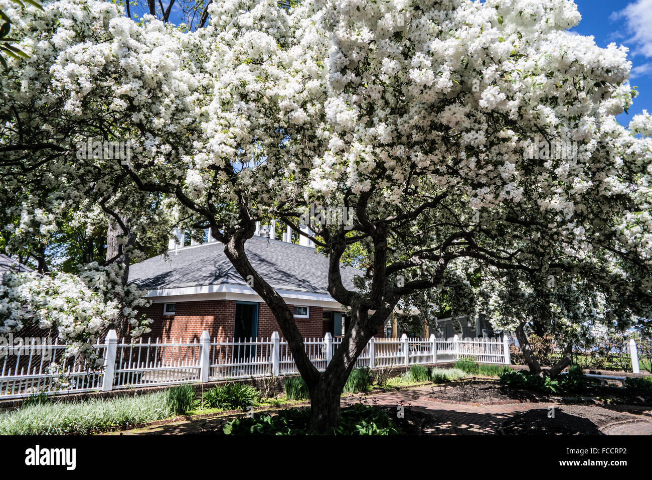 Blackthorn Tree High Resolution Stock Photography and Images - Alamy